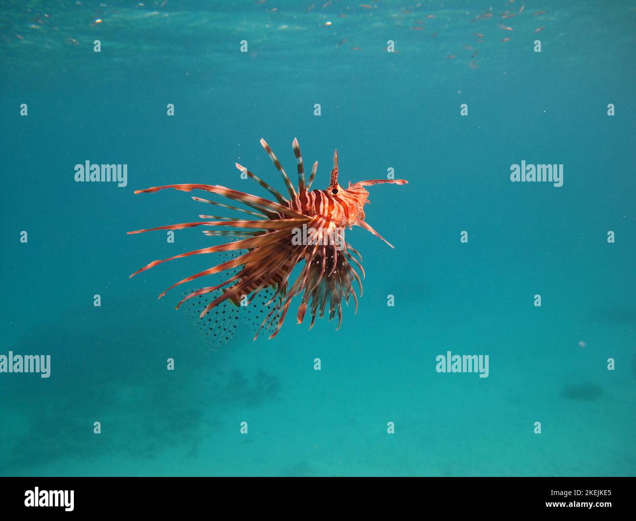 Lion Fish in the Red Sea in clear blue water hunting for food ...