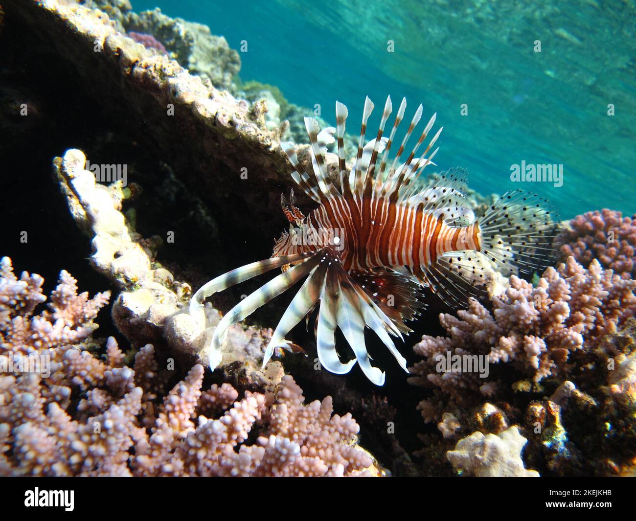 Lion Fish in the Red Sea in clear blue water hunting for food ...