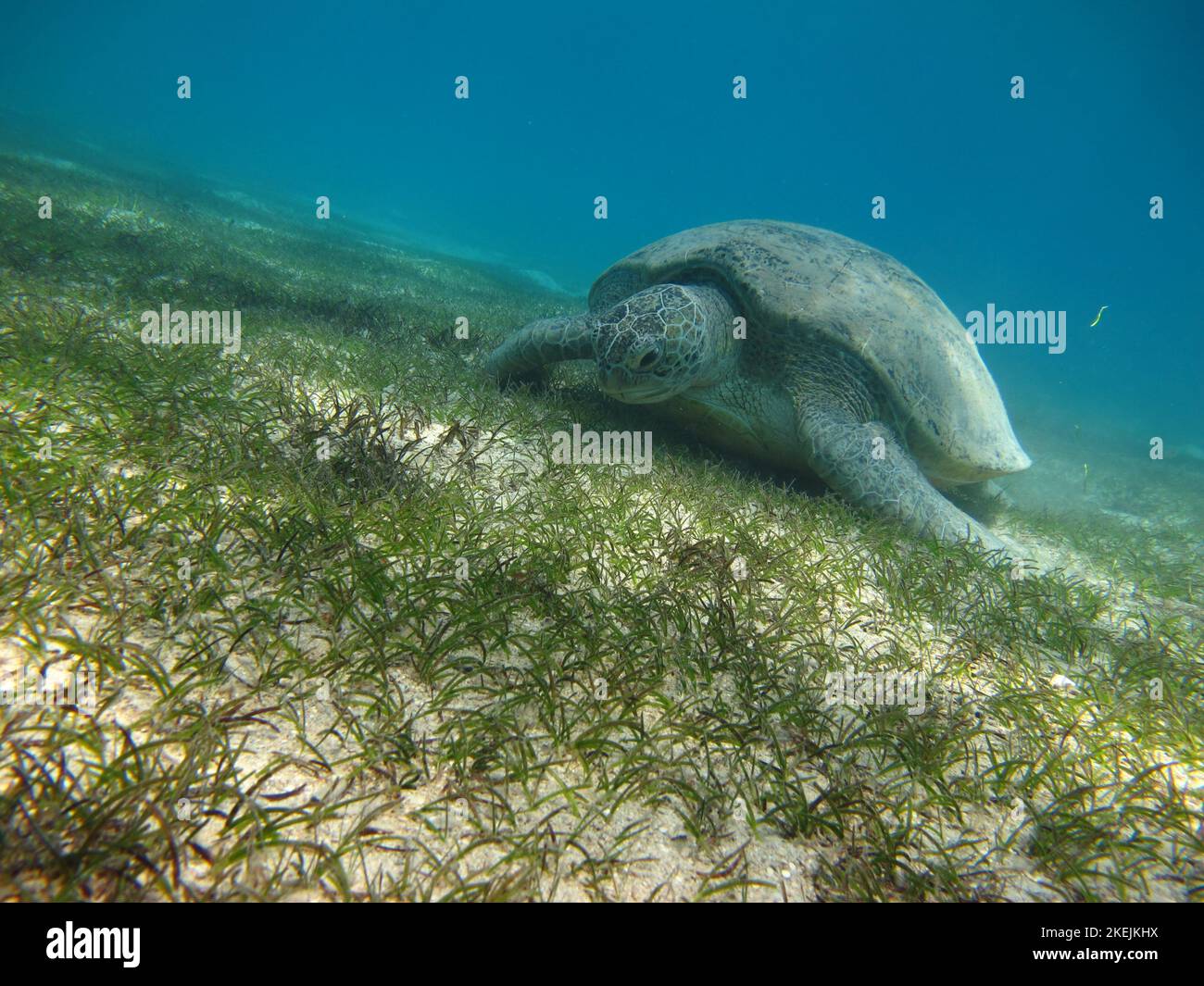 Big Green turtle on the reefs of the Red Sea. Green turtles are the ...