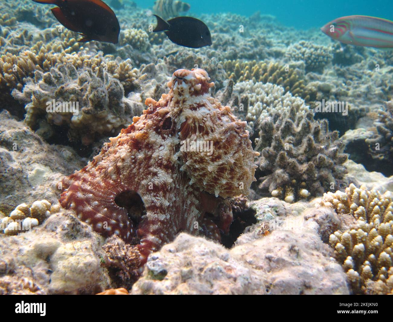 Big Blue Octopus (Octopus cyanea) Octopus. Big Blue Octopus on the Red ...