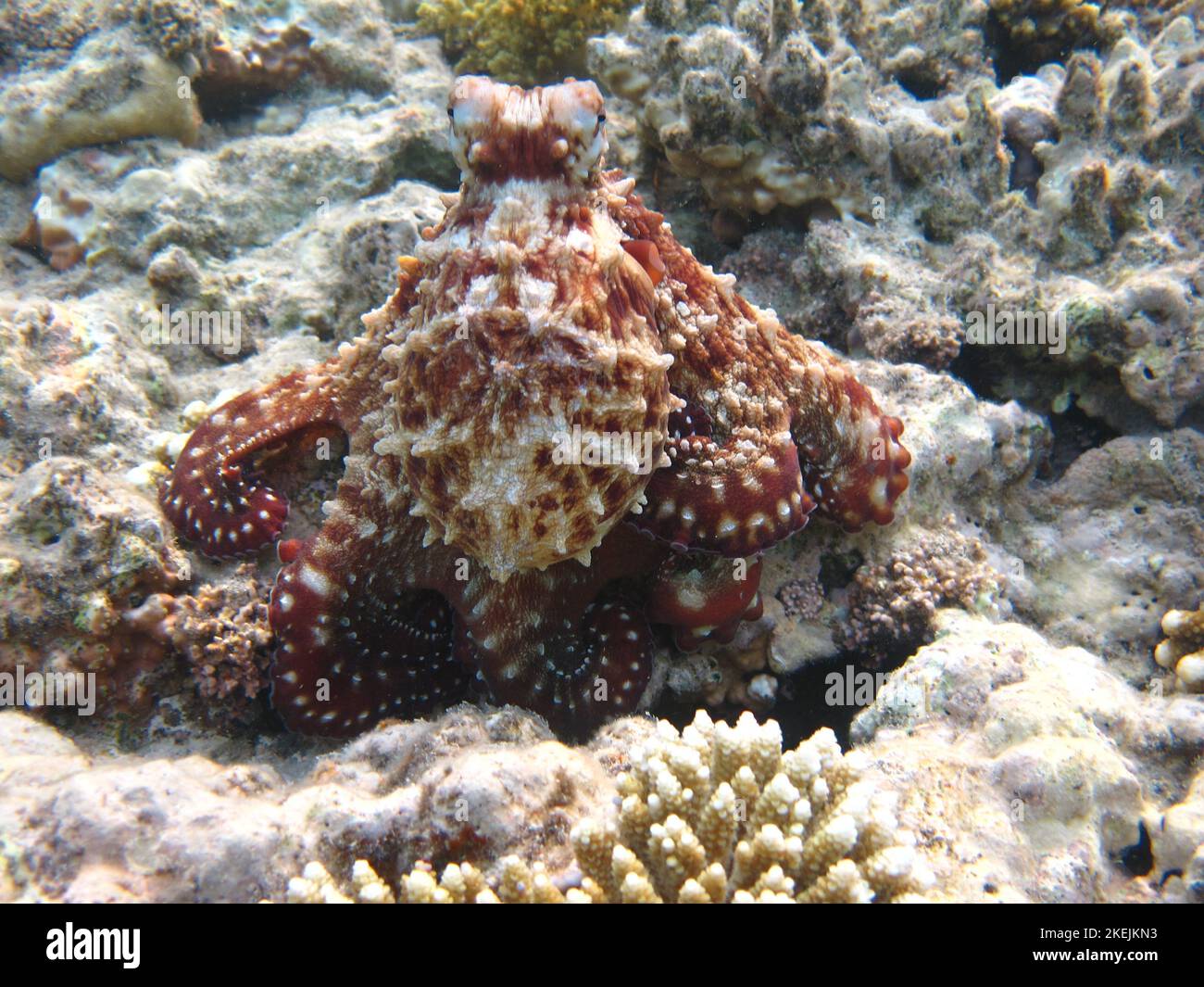 Big Blue Octopus (Octopus cyanea) Octopus. Big Blue Octopus on the Red ...