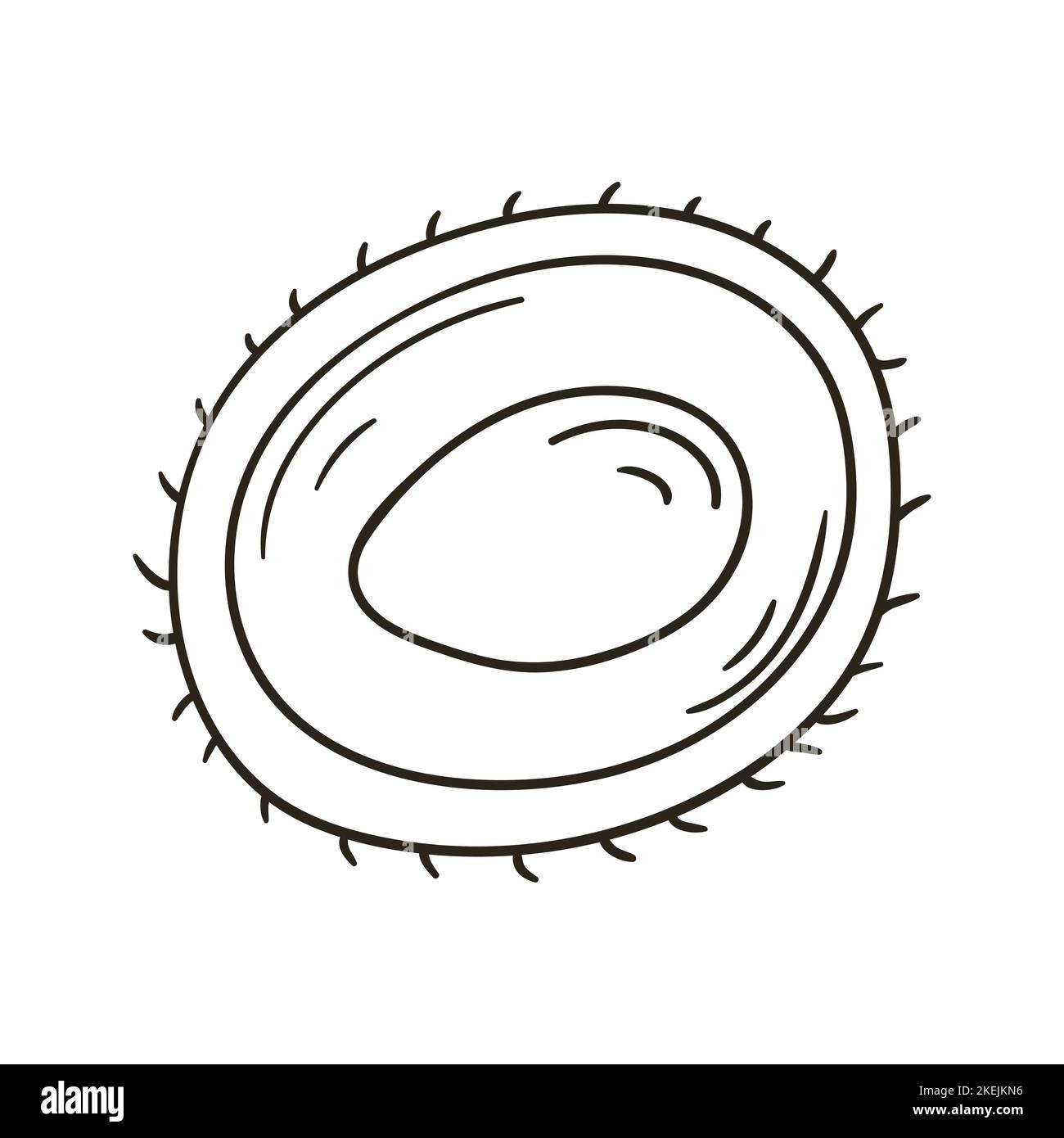 Rambutan. Coloring in hand drawn style. Children's drawings, exotic ...