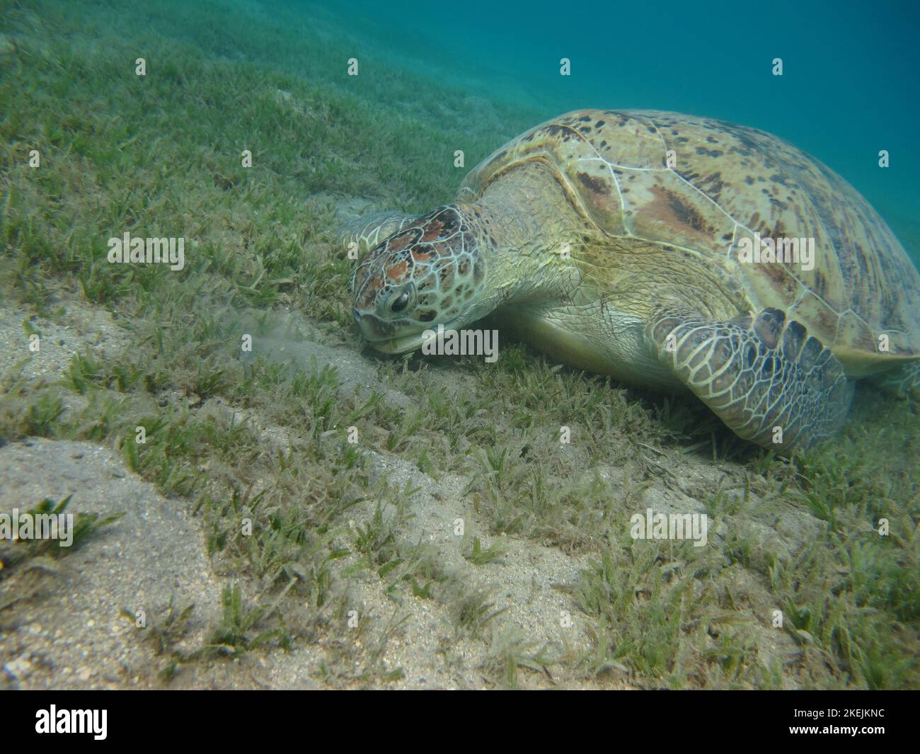 Big Green turtle on the reefs of the Red Sea. Green turtles are the ...