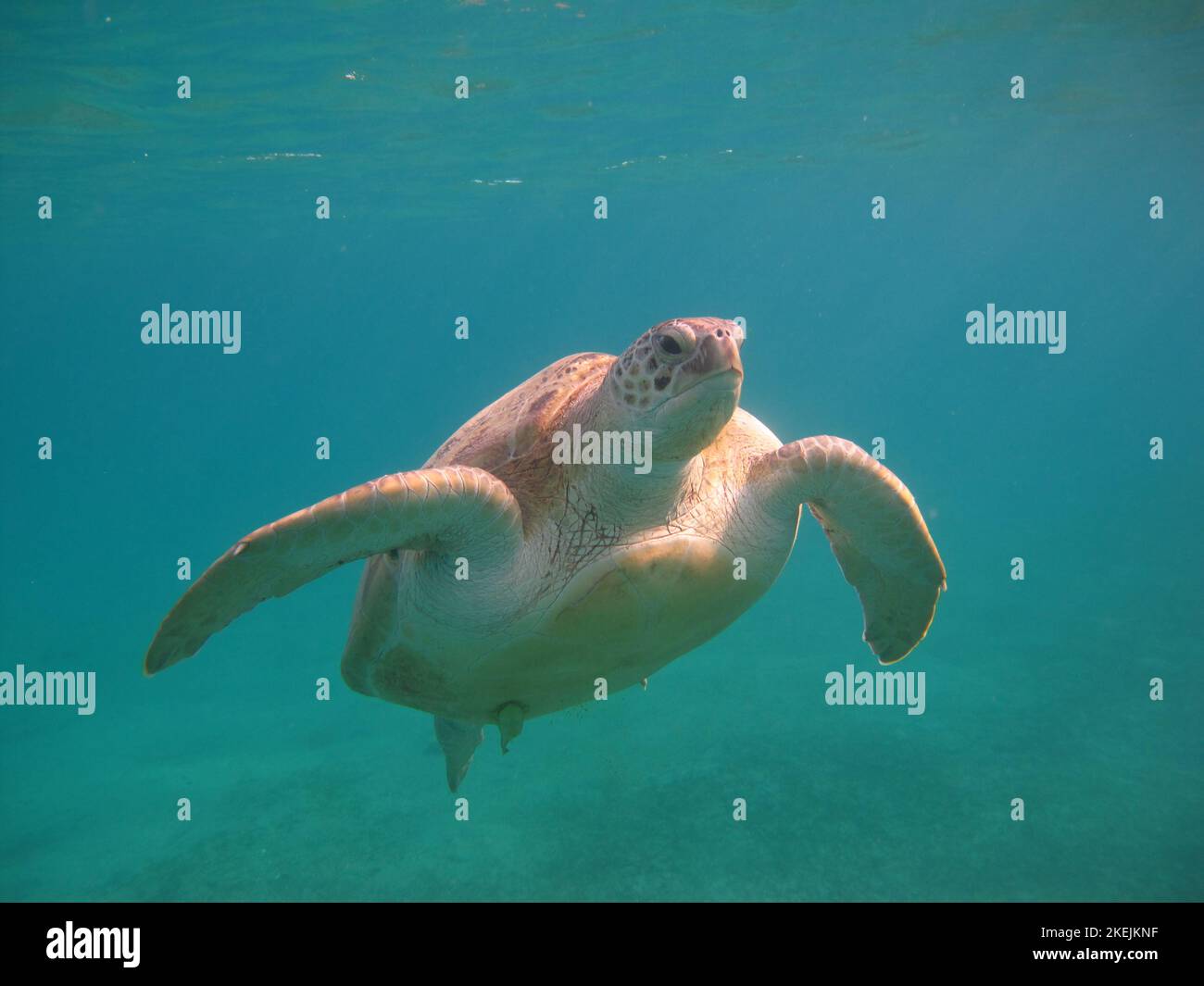 Big Green turtle on the reefs of the Red Sea. Green turtles are the ...