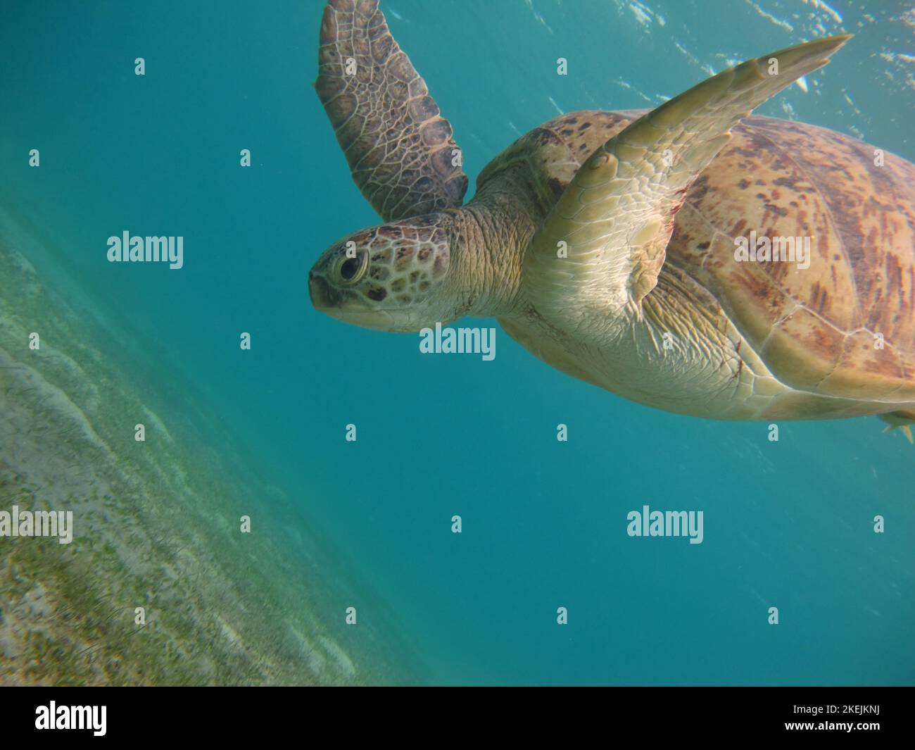 Big Green turtle on the reefs of the Red Sea. Green turtles are the ...