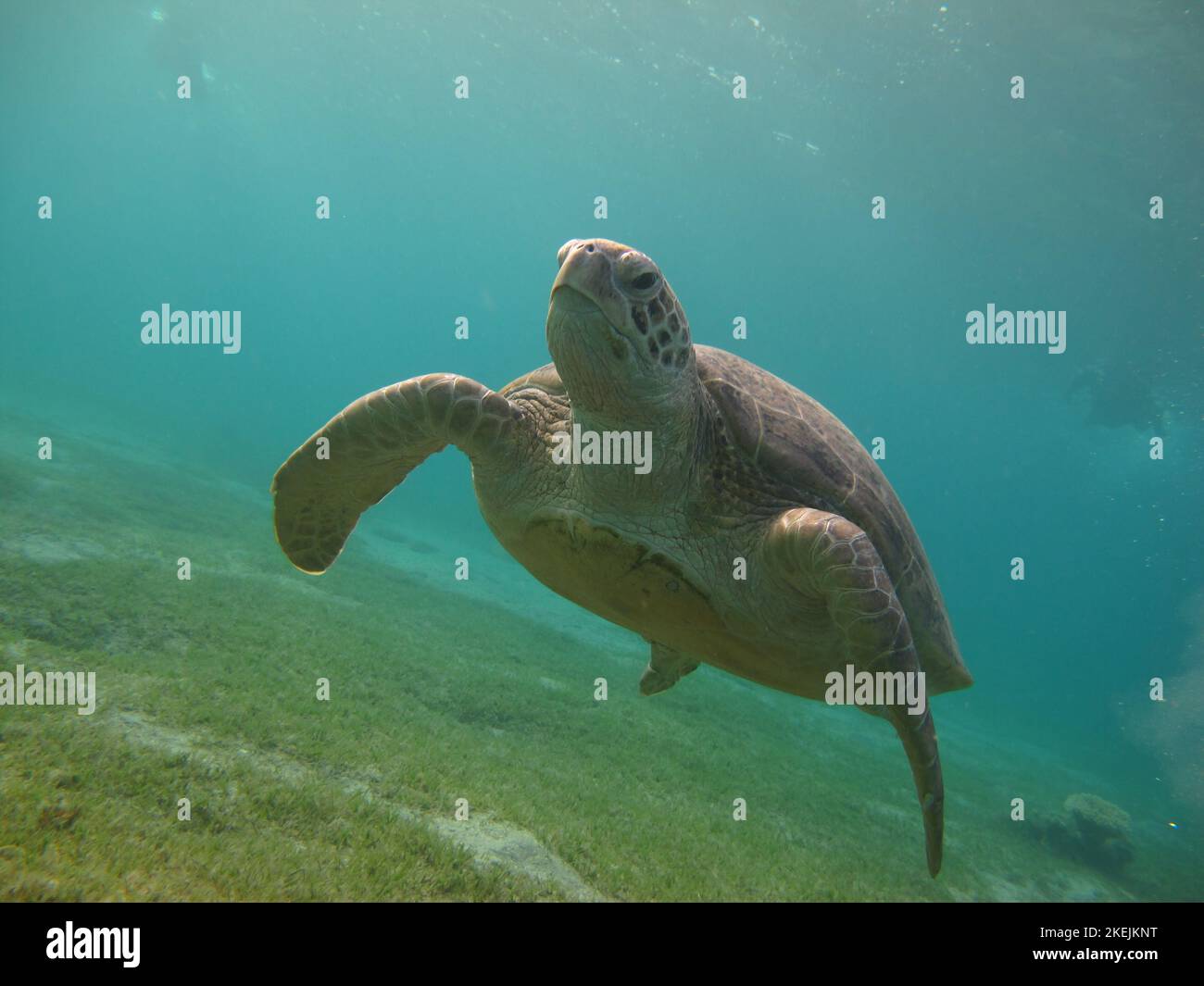 Big Green turtle on the reefs of the Red Sea. Green turtles are the ...