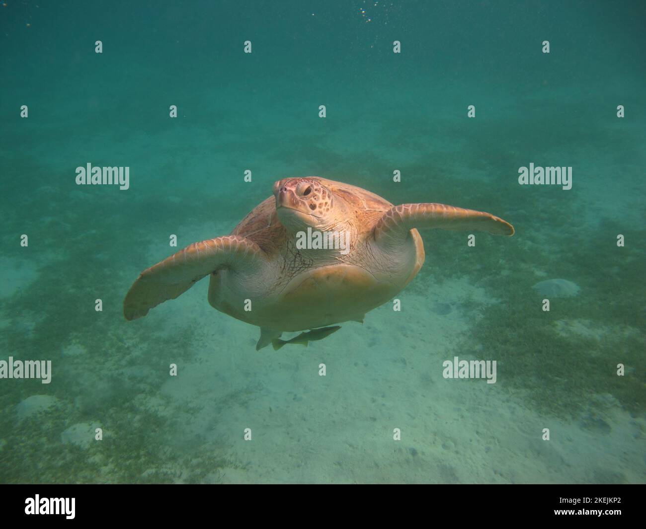 Big Green turtle on the reefs of the Red Sea. Green turtles are the ...