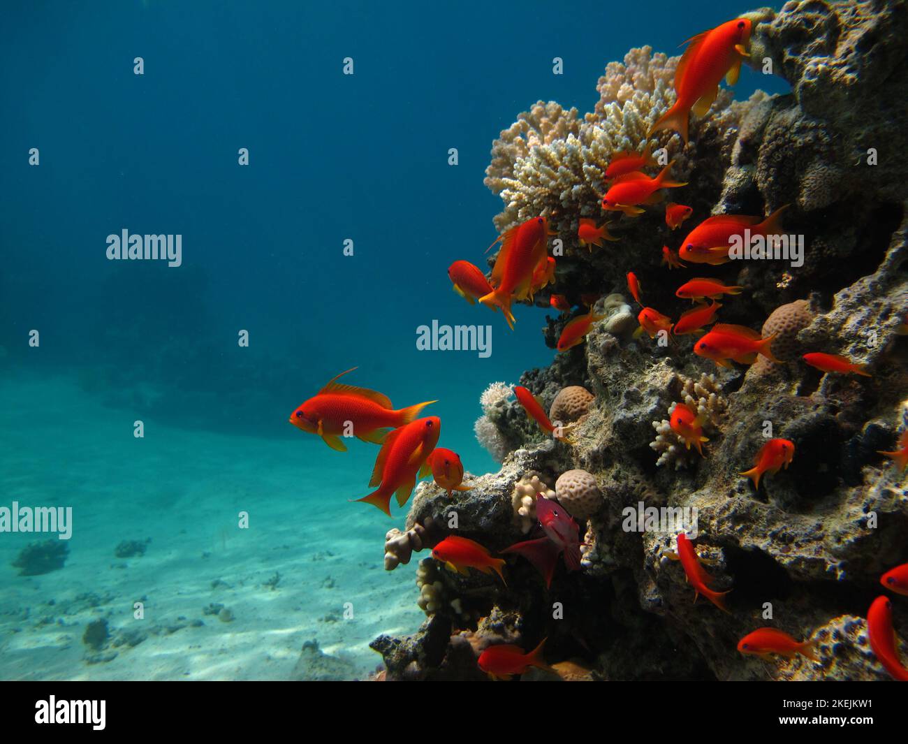 Colorful tropical fish on a coral reef, amazingly beautiful fairy world ...