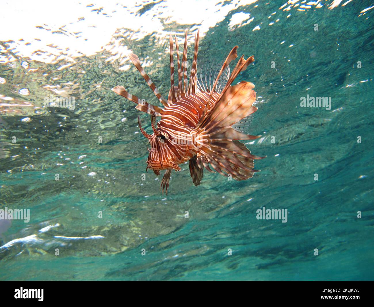 Lion Fish in the Red Sea in clear blue water hunting for food ...