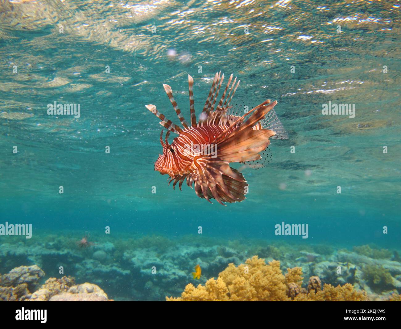 Lion Fish in the Red Sea in clear blue water hunting for food ...