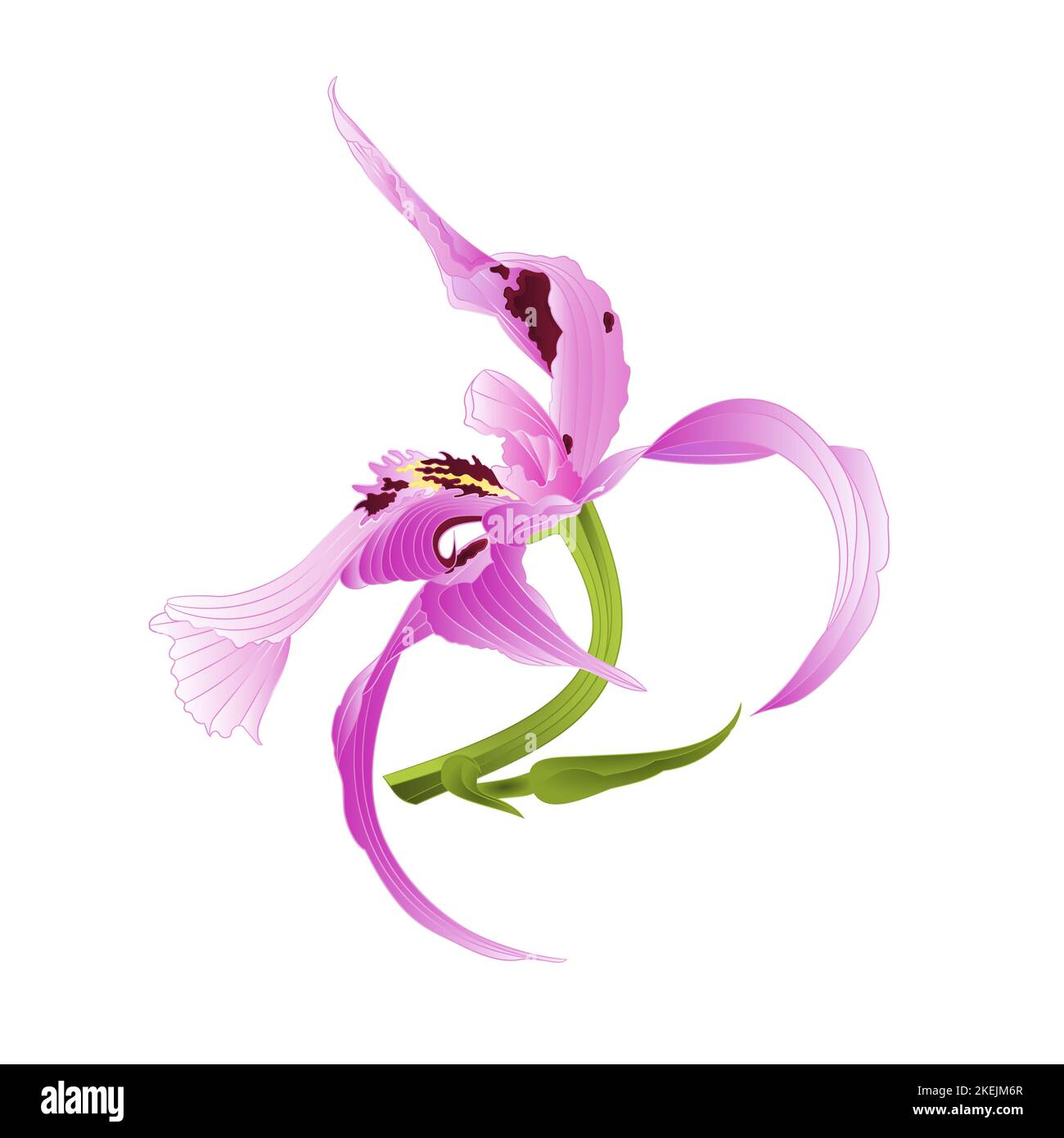 Orchid Dendrobium nobile spotted purple and white stem with flower and ...
