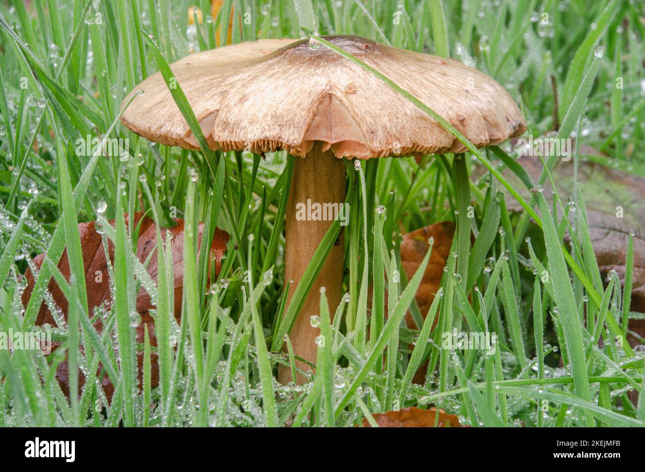 Wälder wald hi-res stock photography and images - Alamy