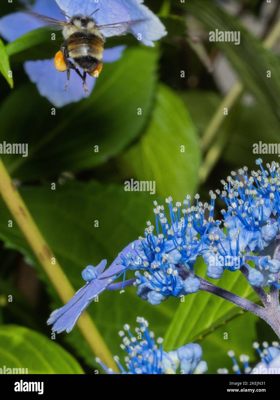 The vertical macro view of a yellow-faced bumblebee flies around the ...