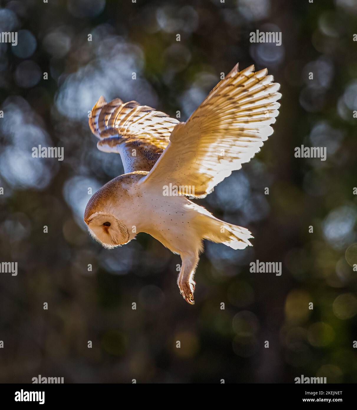 Death hovers hi-res stock photography and images - Alamy