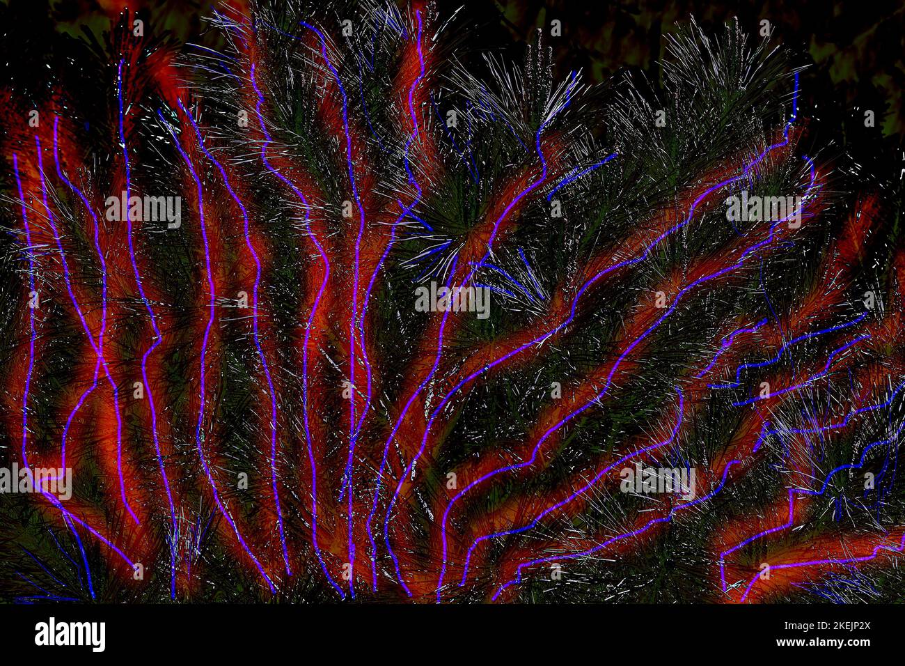 Shiny tree fir pine branches with abstract glowing red and blue stripes ...