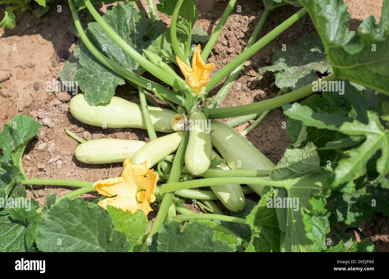 Part of the zucchini plant in a vegetable garden - leaves, stem, flower ...