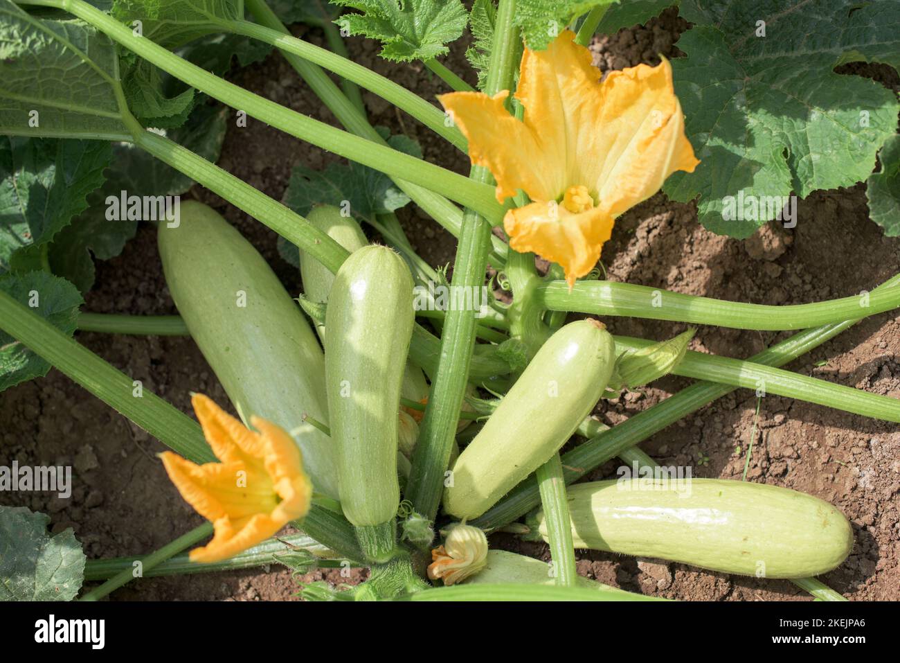Part of the zucchini plant in a vegetable garden - leaves, stem, flower ...
