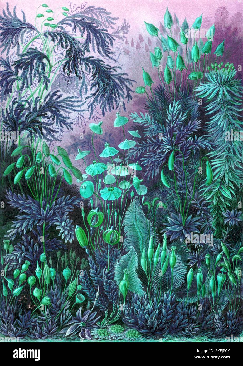 Ernst haeckel plant hi-res stock photography and images - Alamy