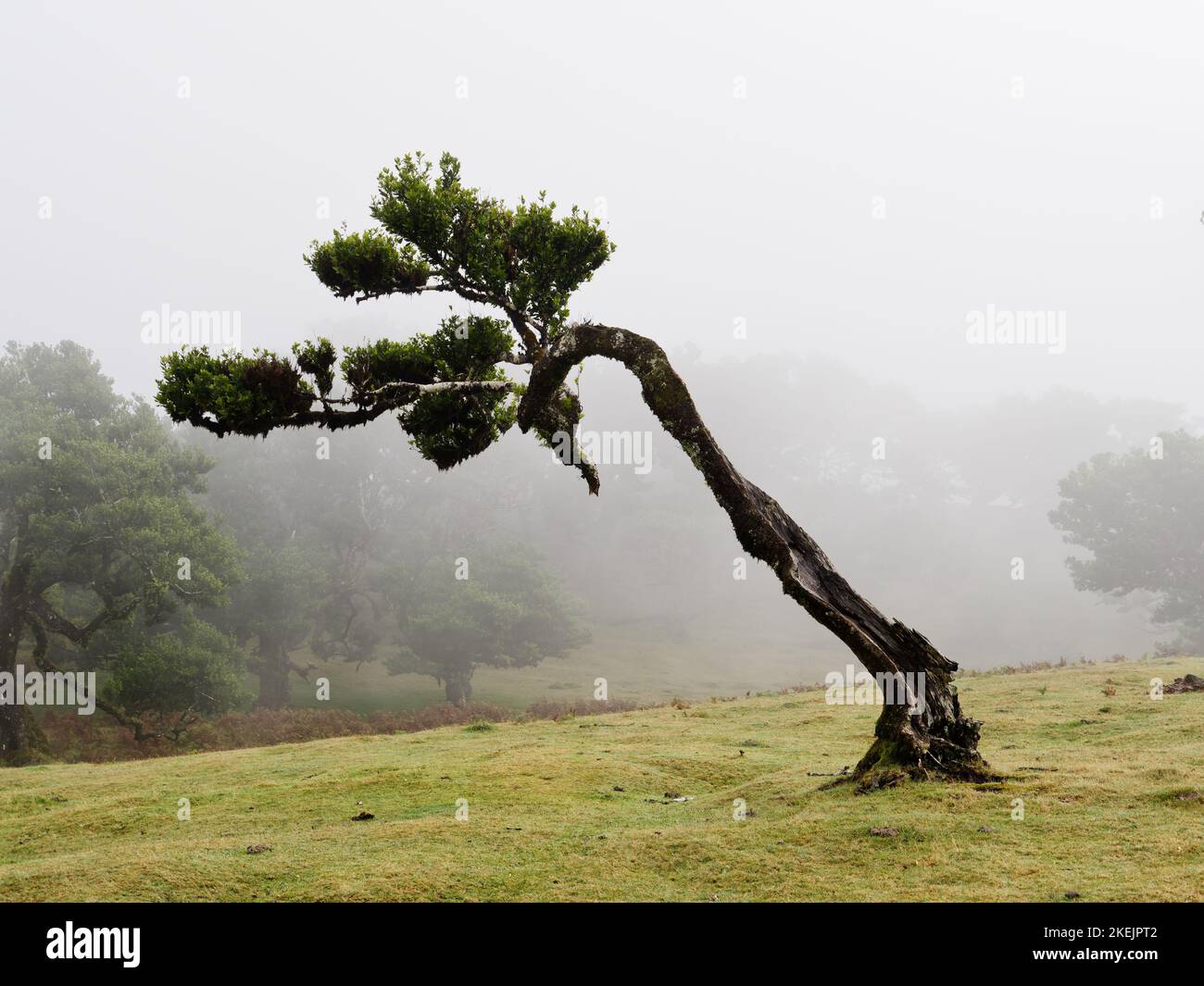Magical foggy forest and laurel trees with unusual shapes caused by ...