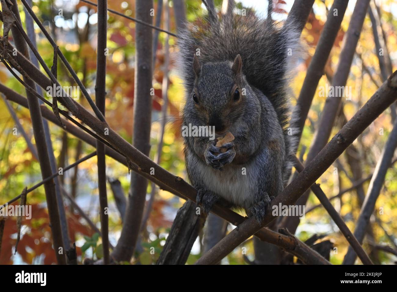 Sweet Squirrel Stock Photo - Alamy
