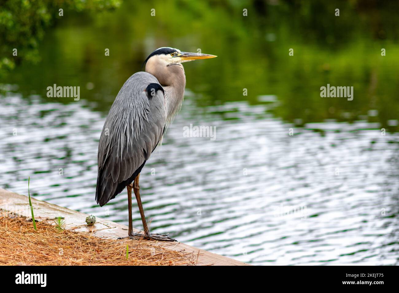 A blue heron standing near the lake Stock Photo - Alamy