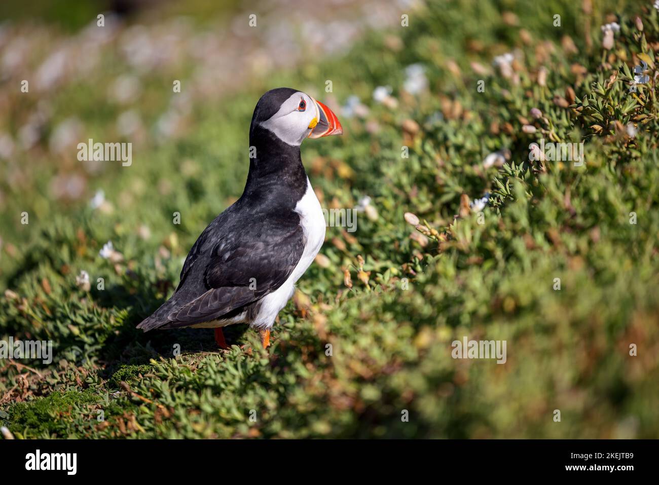 A selective focus of an Atlantic puffin in a green field with small ...