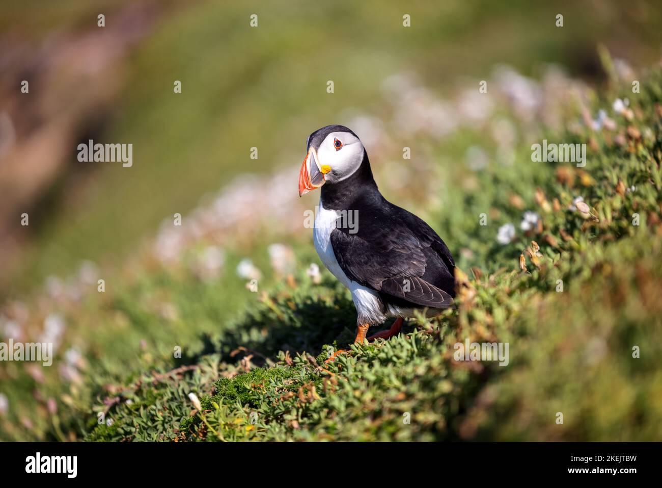 A selective focus of an Atlantic puffin in a green field with small ...