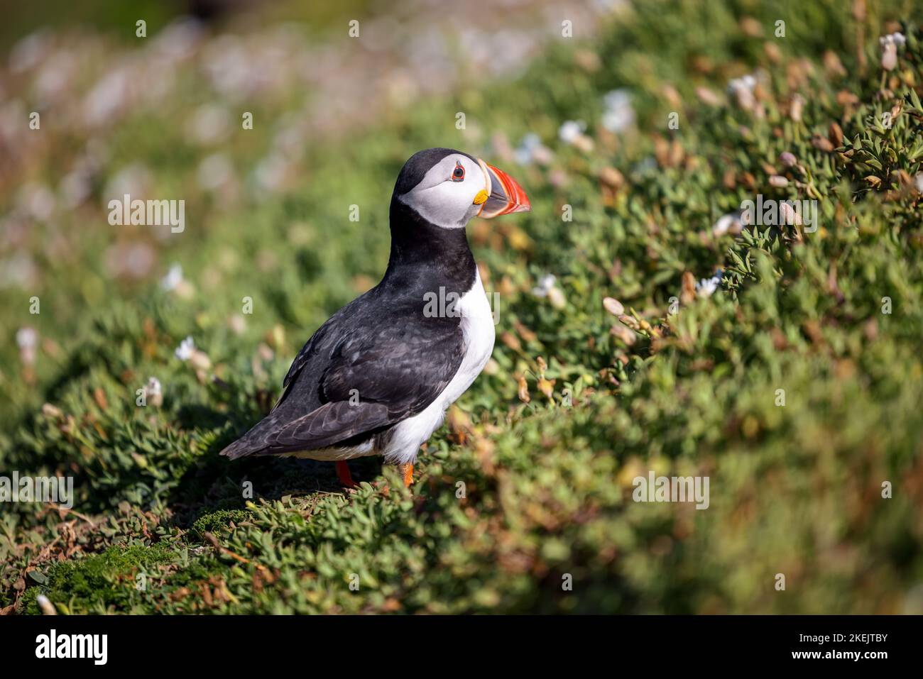 A selective focus of an Atlantic puffin in a green field with small ...