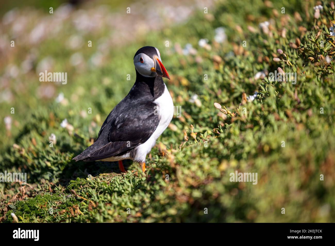 A selective focus of an Atlantic puffin in a green field with small ...