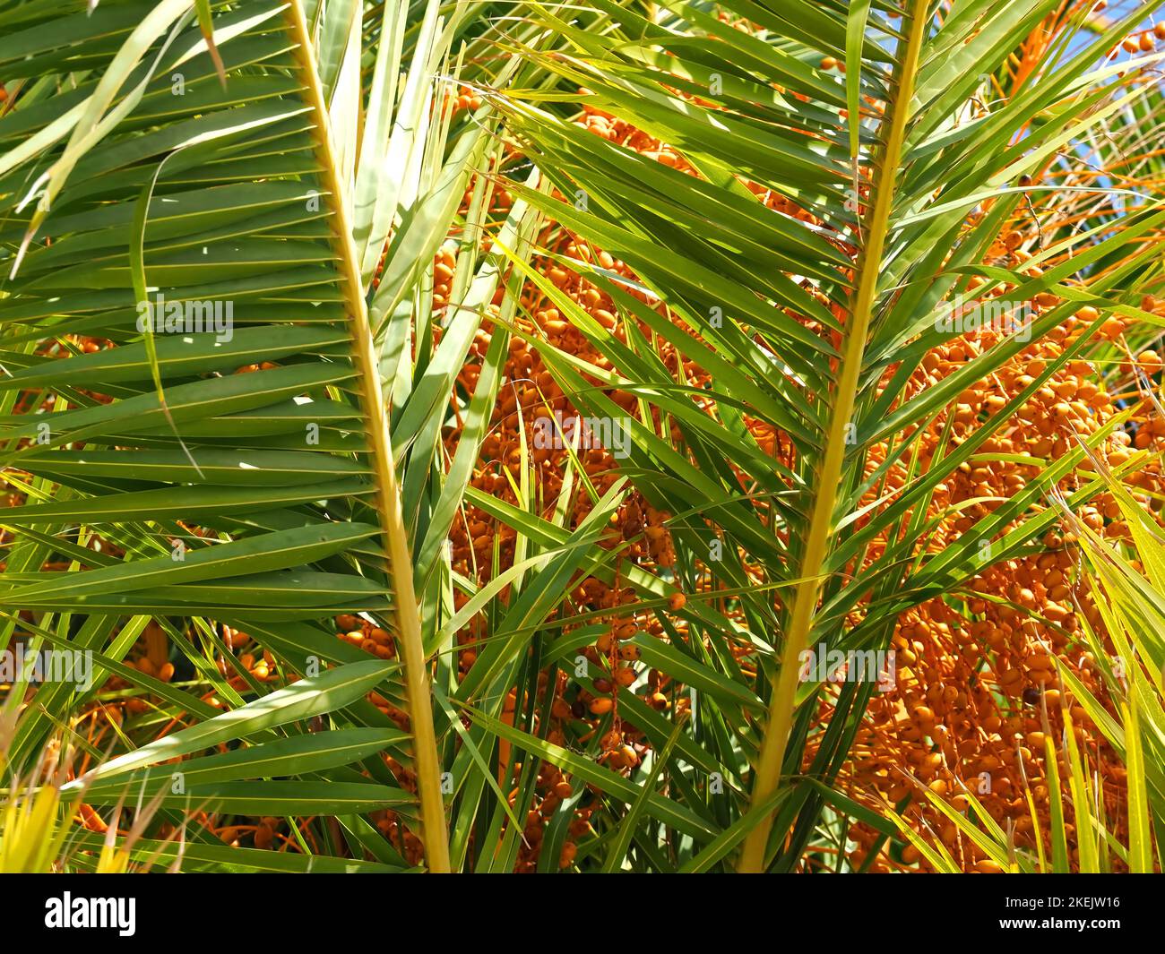 Green palms in dubai hi-res stock photography and images - Alamy