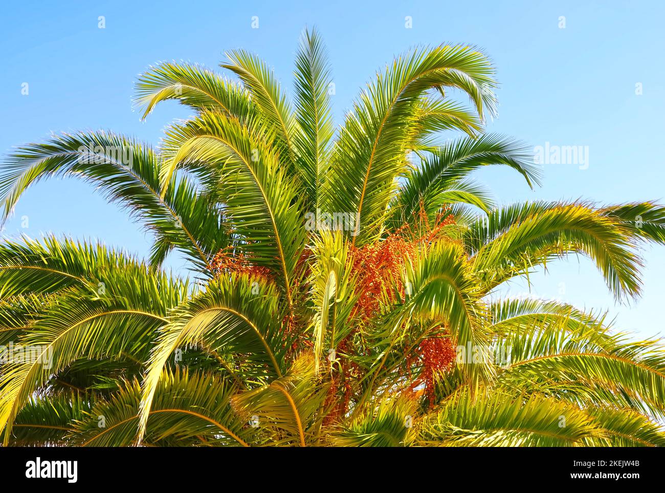 Arabian date trees hi-res stock photography and images - Alamy