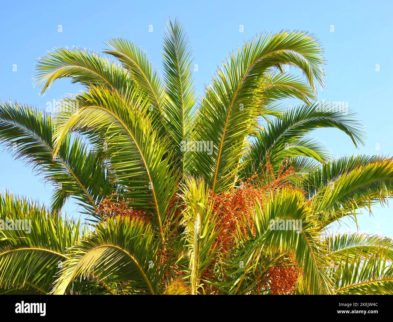 Green palms in dubai hi-res stock photography and images - Alamy