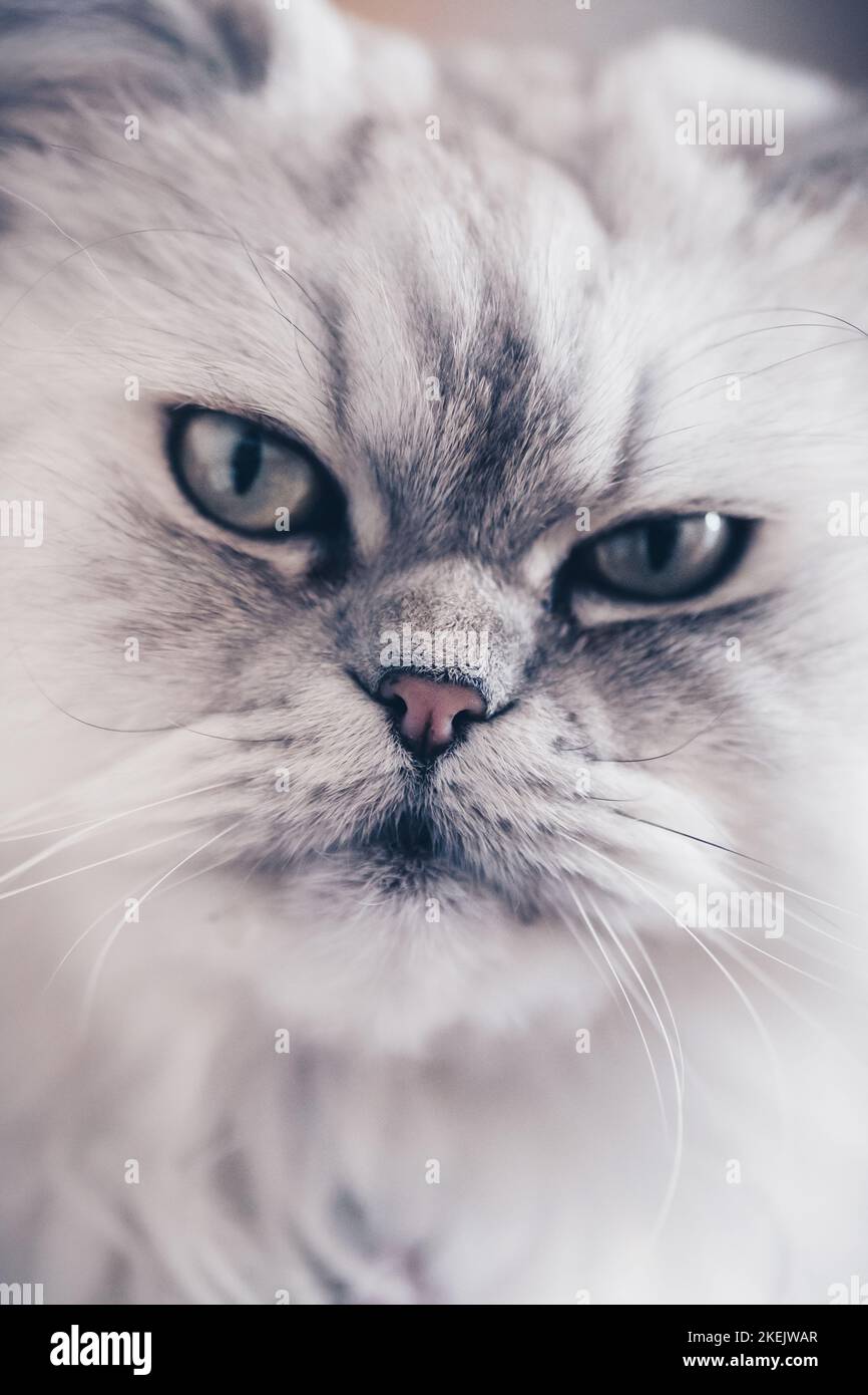 close up cat shooting Stock Photo - Alamy