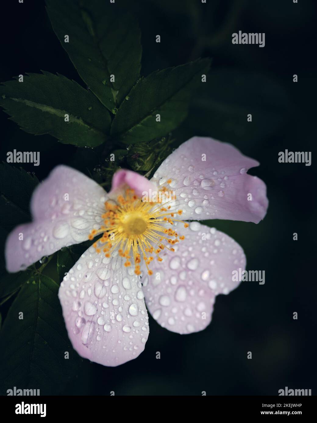 Purple pink water drops hi-res stock photography and images - Alamy