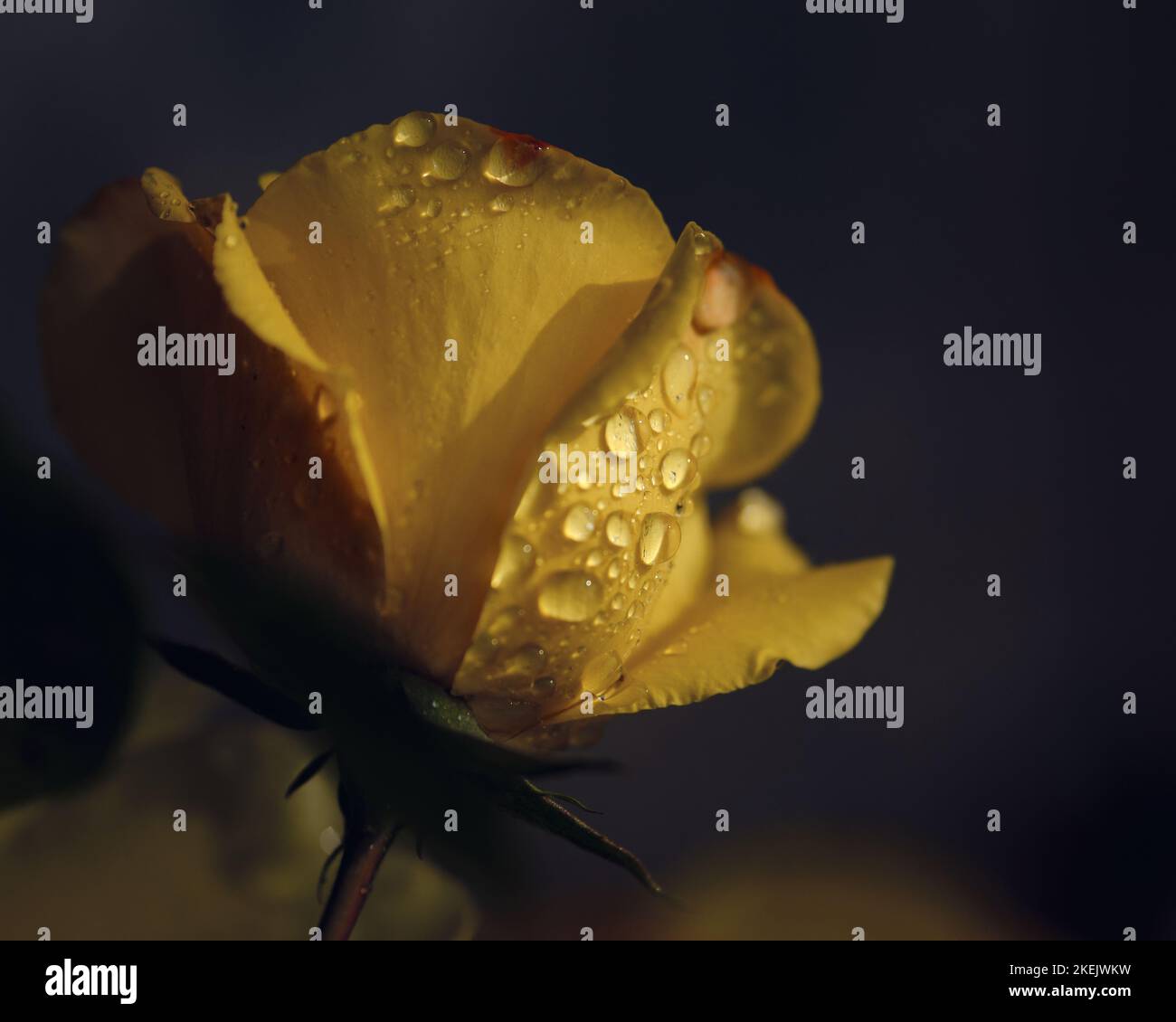 Yellow roses water hi-res stock photography and images - Alamy