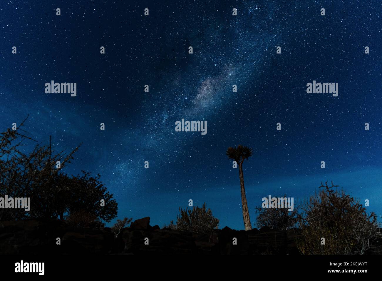 A tall quiver tree under the starry sky at night in Fish River Canyon ...