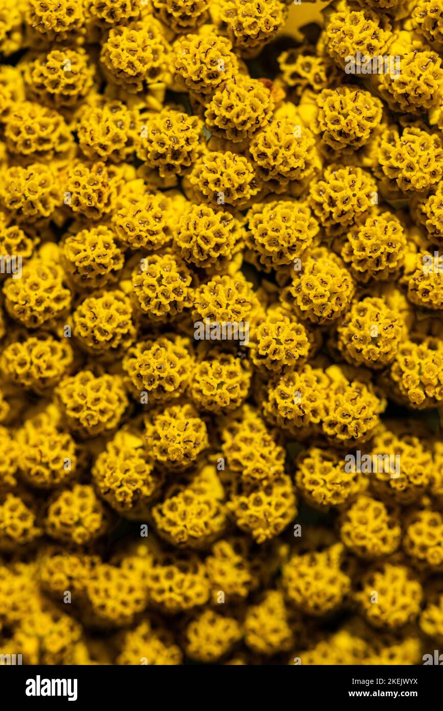A vertical closeup of the flower of yellow yarrow flowers, Achillea ...
