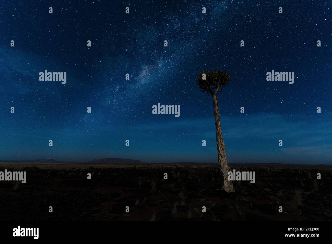 A tall quiver tree under the starry sky at night in Fish River Canyon ...