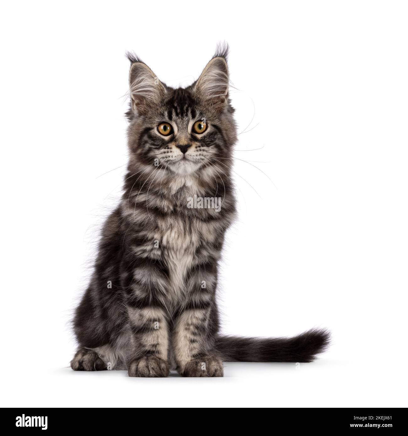 Black Tabby Maine Coon