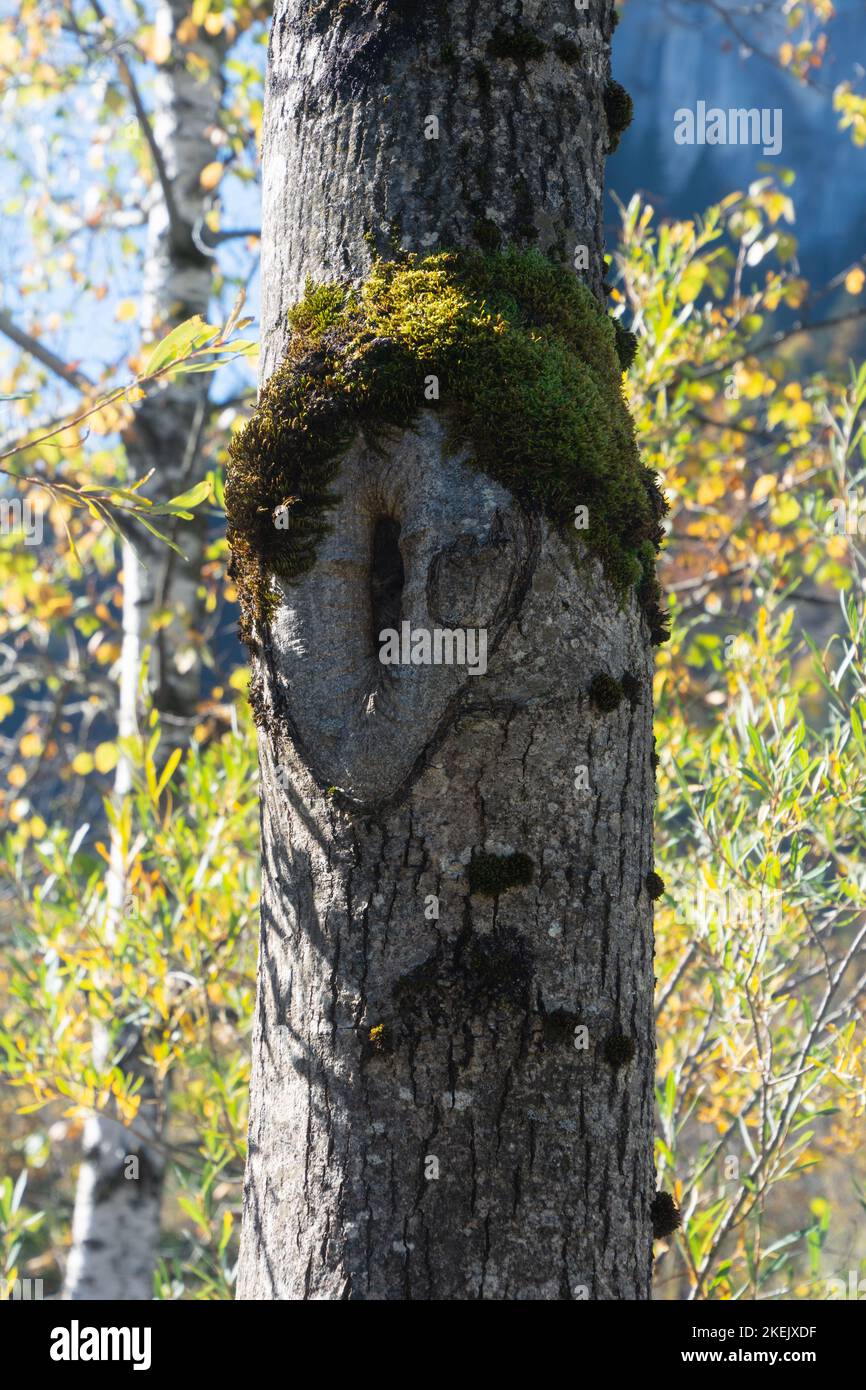 bulge on tree trunk known as tree cancer fungi canker in the bavarian ...