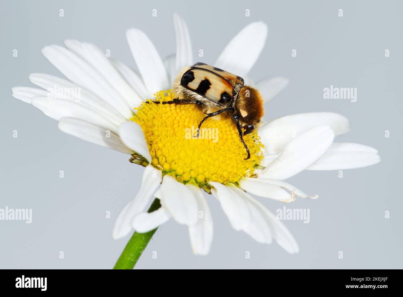 Fluffy black-spotted Bee beetle (Trichius fasciatus) on a flower ...