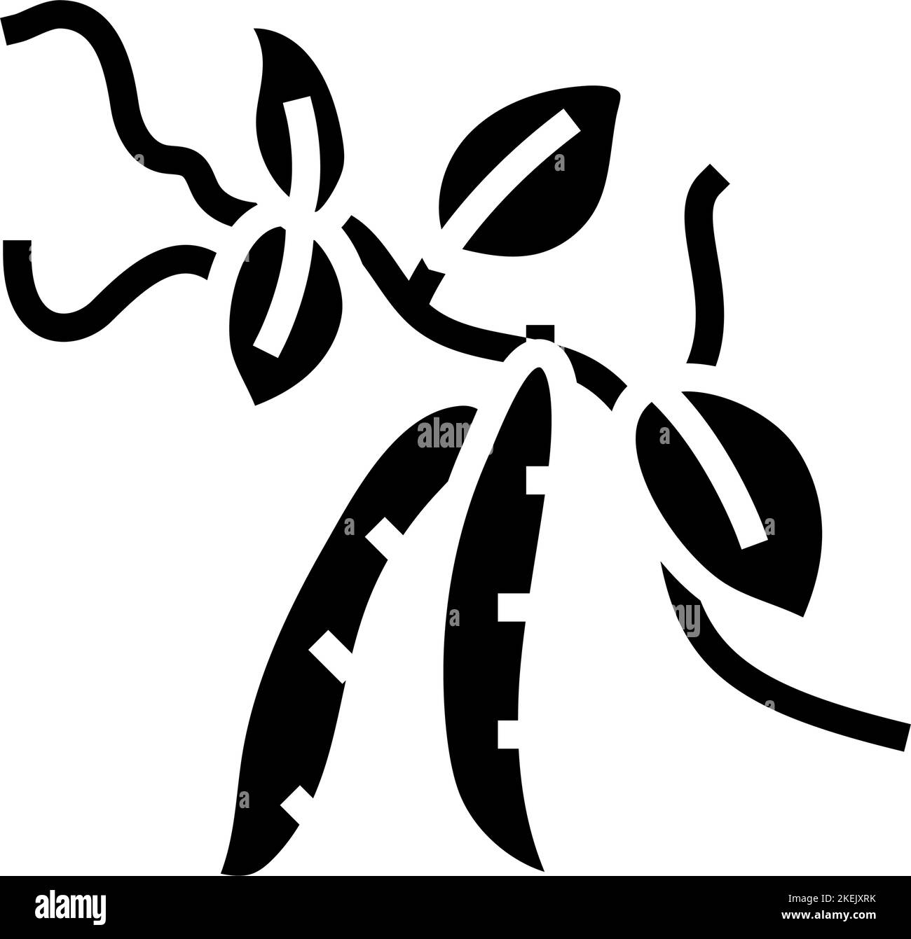 Yellow peas plant Stock Vector Images - Alamy