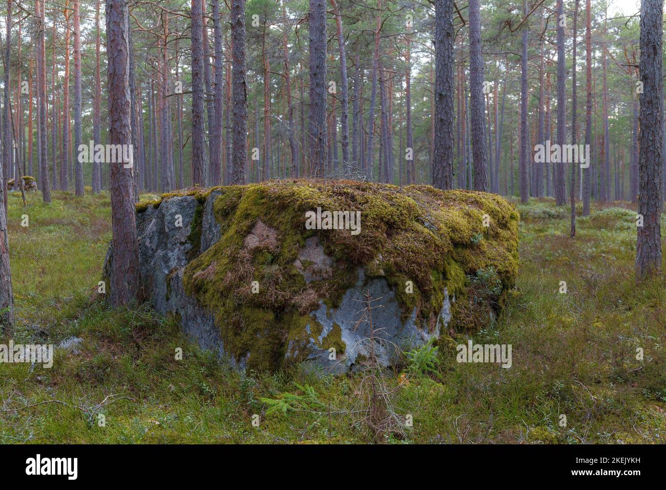wilderness landscape forest with pine trees and moss on rocks Stock ...