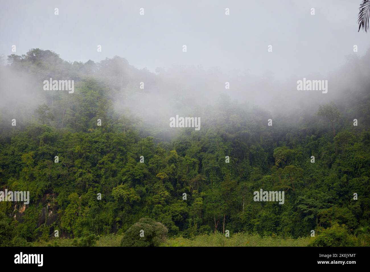 Tropical rainforest early morning mist hi-res stock photography and ...