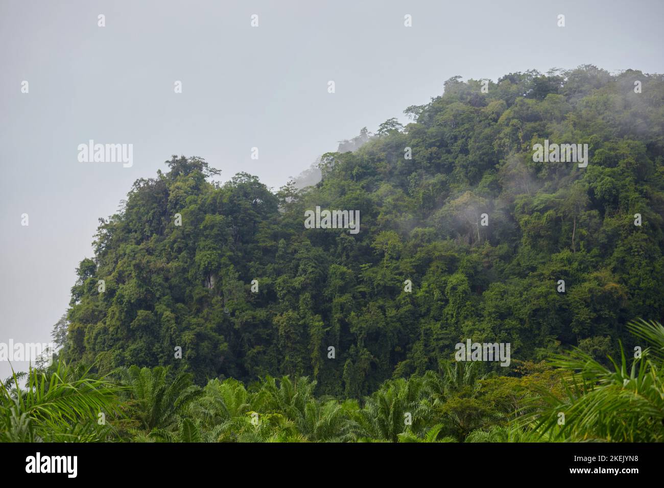 Early morning rainforest environment hi-res stock photography and ...