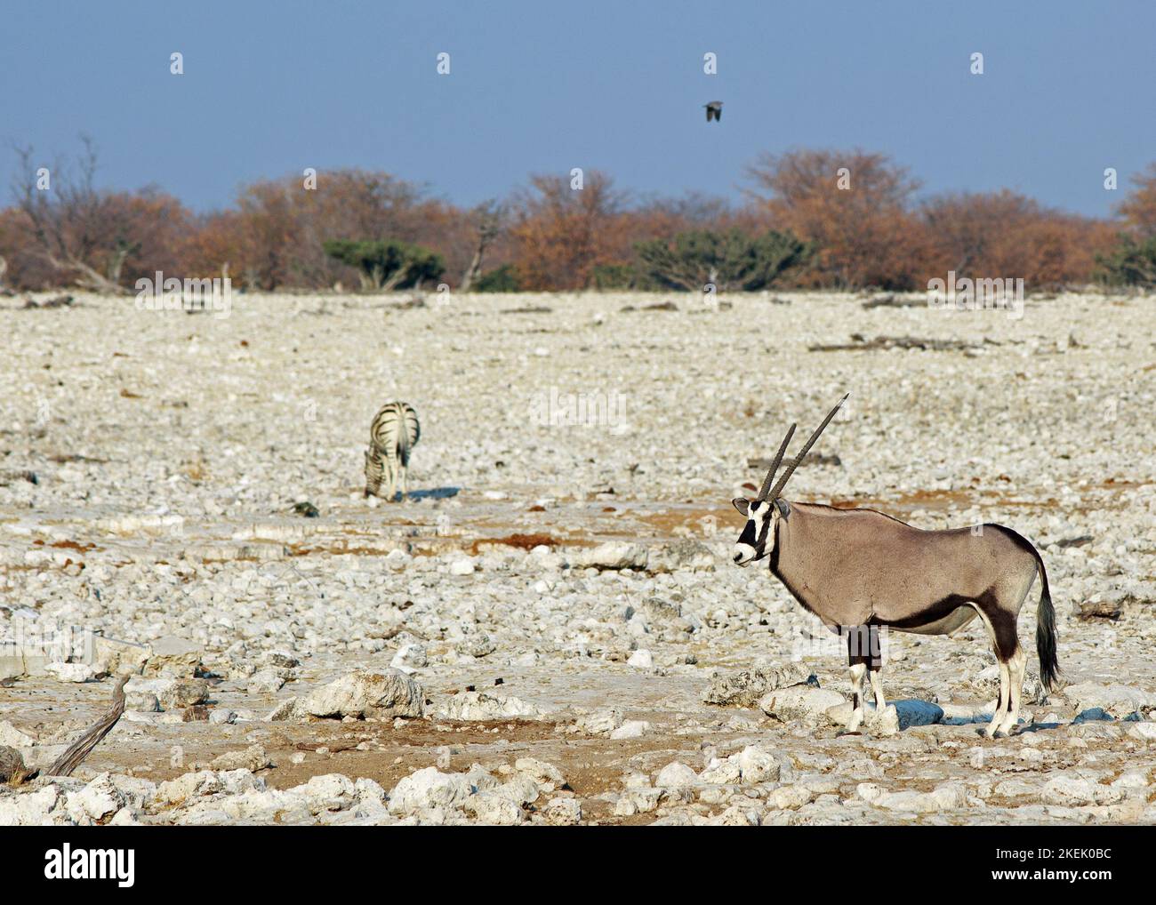 Gemsbok Oryx stands on the dry rocky outcrop in Etosha Park, while a ...