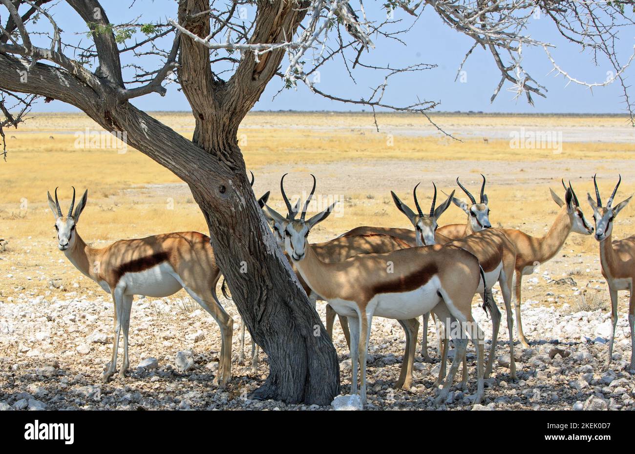 Herd of Springbok standing under a tree shading from the hot midday sun ...