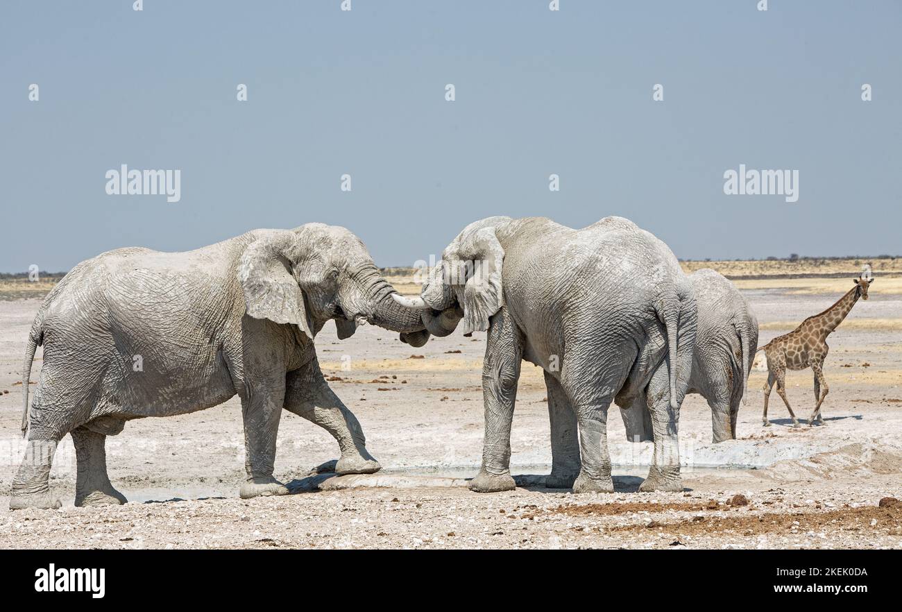 African Elephants and Giraffe on the Etosha Plains Stock Photo - Alamy