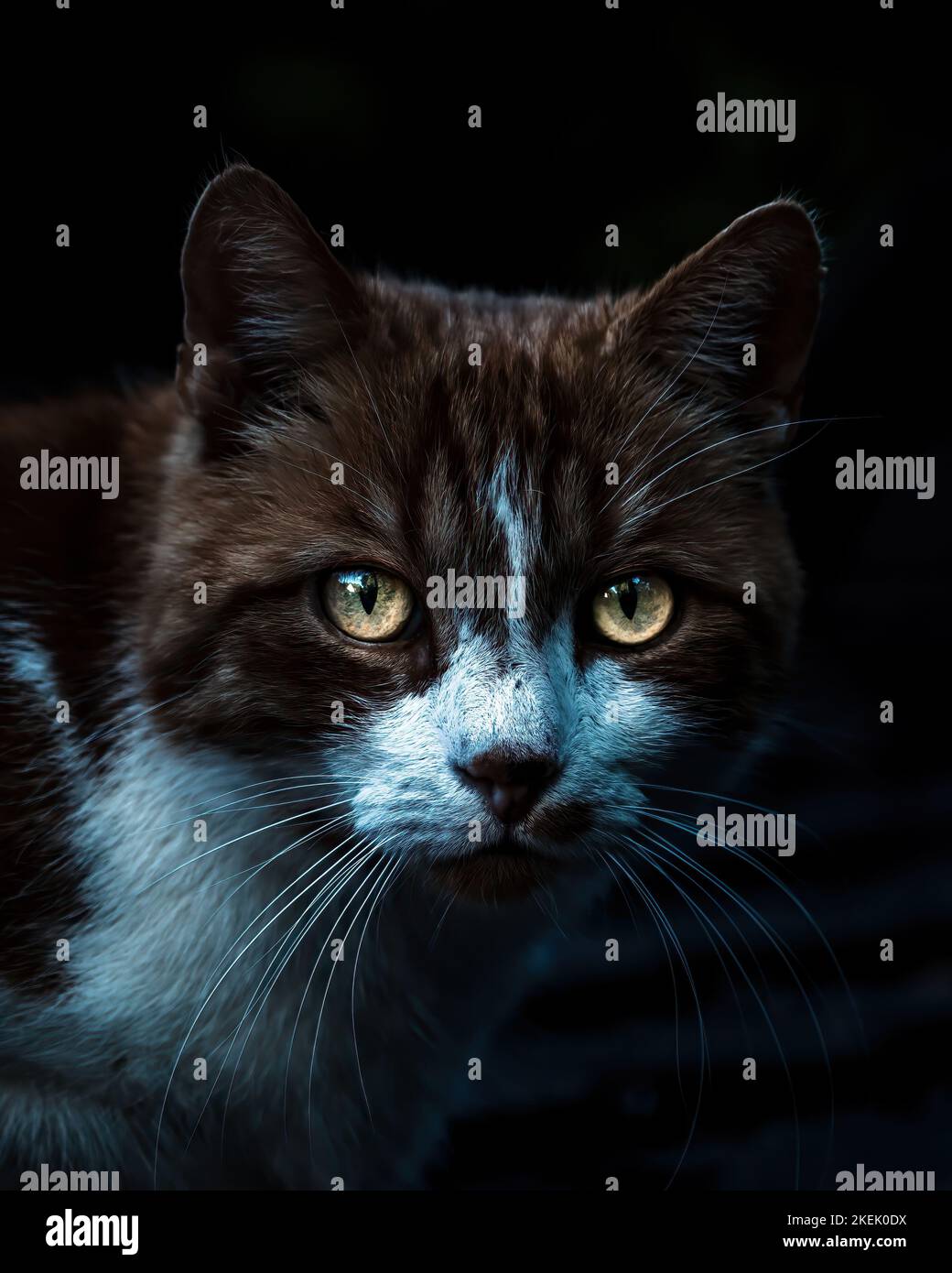 A vertical closeup of a brown stray cat, Felis catus on a dark ...