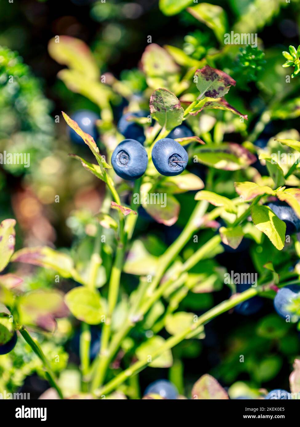 A vertical closeup of a Blueberry branch, Vaccinium Cyanococcus Stock ...